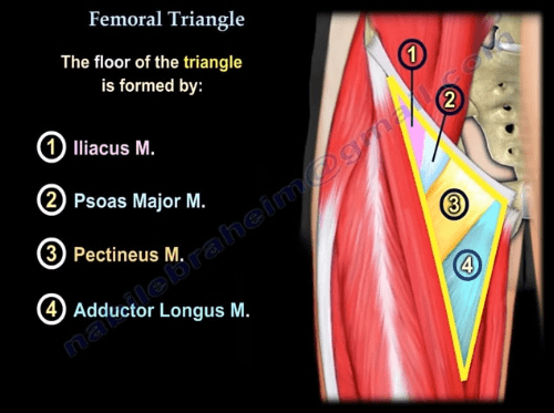 The Femoral Triangle - Healthcare Muscles Orthopaedics Orthopedic Surgery Nabil Ebraheim