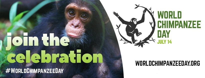 World Chimpanzee Day