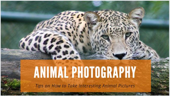 Animal Photography: Tips on How to Take Interesting Animal Pictures ...