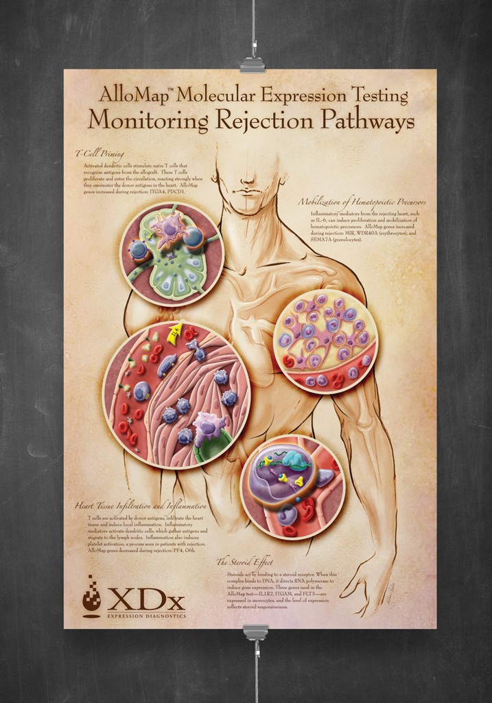 Medical Illustrator: What They Do & How to Build Your Portfolio ...