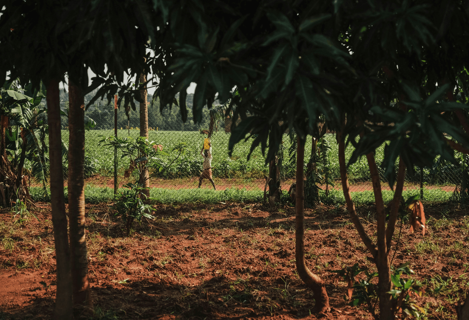 Agriculture: A Growing Sector - Economic Overview