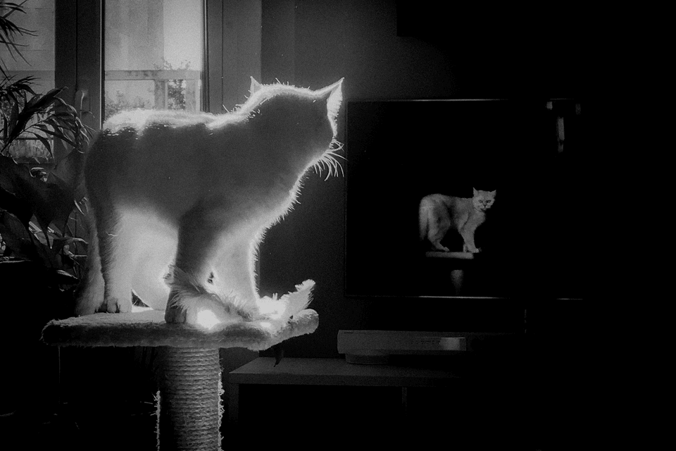 Reflexiones de un gato filósofo - Nuevas Adiciones