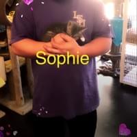 St. Francis Animal Sanctuary