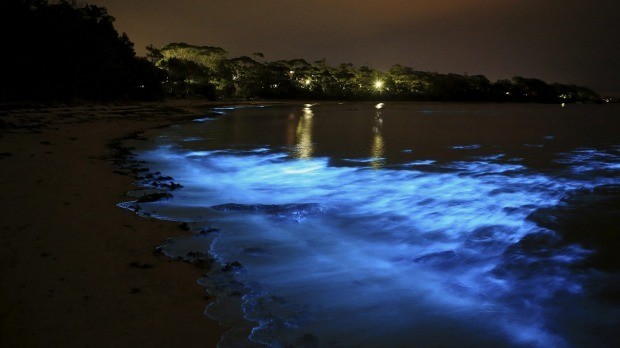 Jervis Bay puts on electrifying sea show