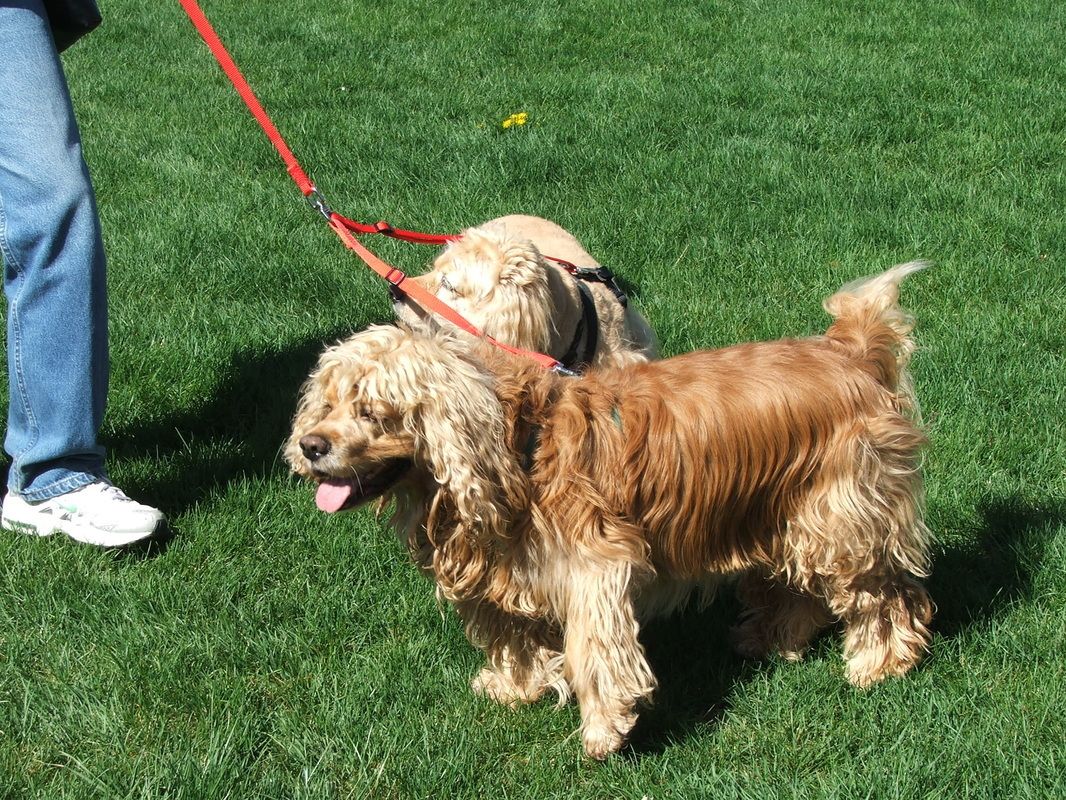 Double Doggie