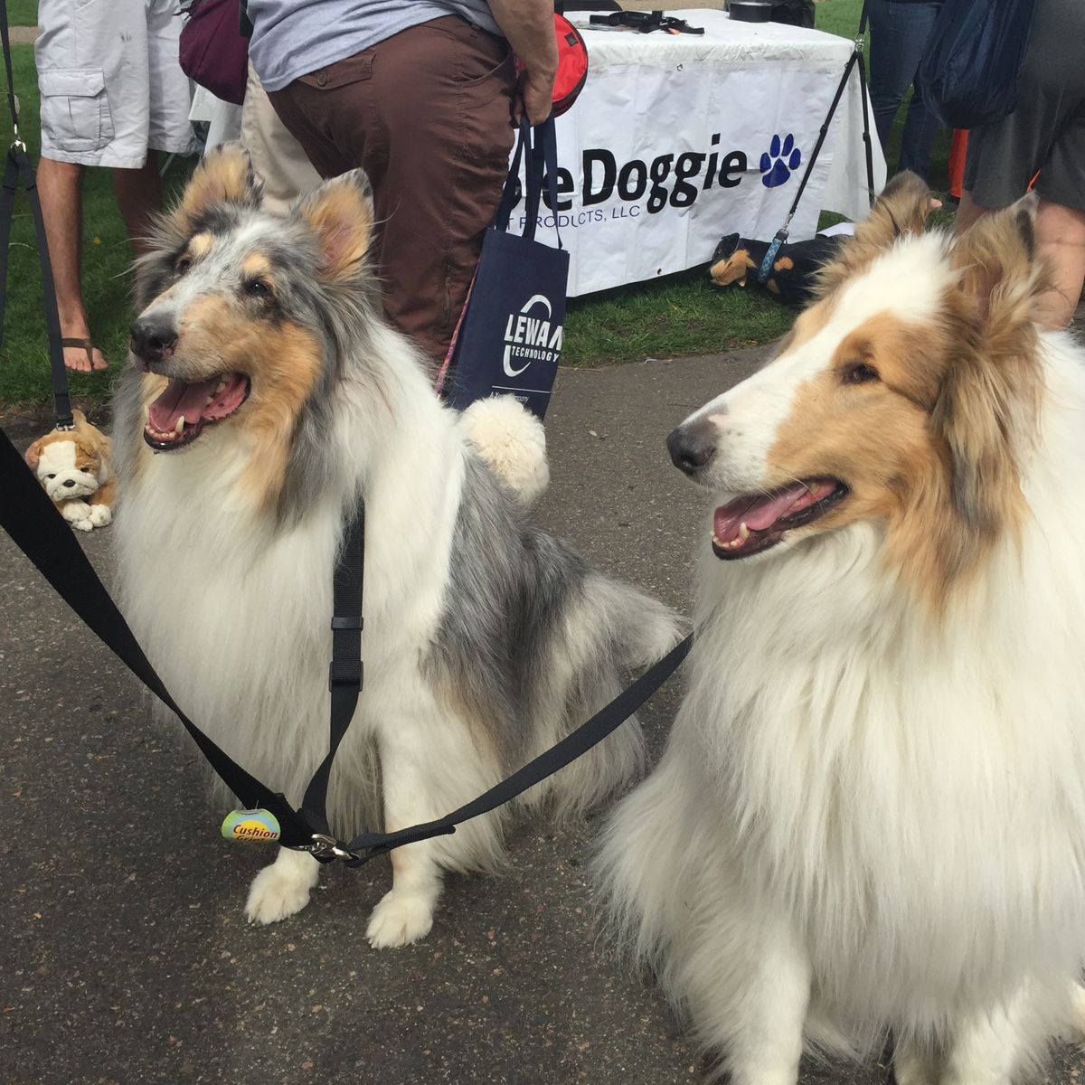 Double Doggie