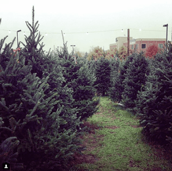 Santa's Christmas Trees