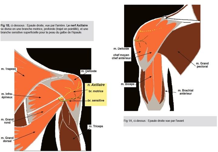 Neurophysiologie - Volume 2