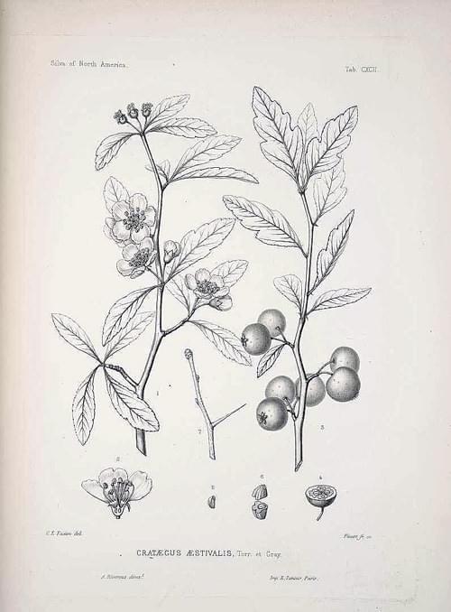 Louisiana Mayhaw Association