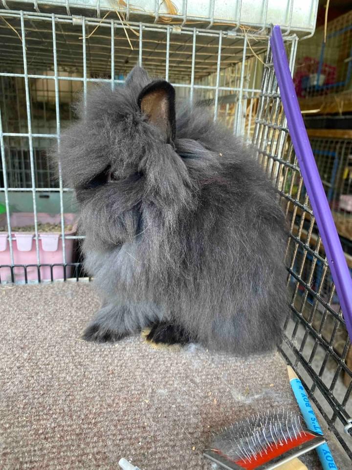 Double A Bunnies Rabbitry