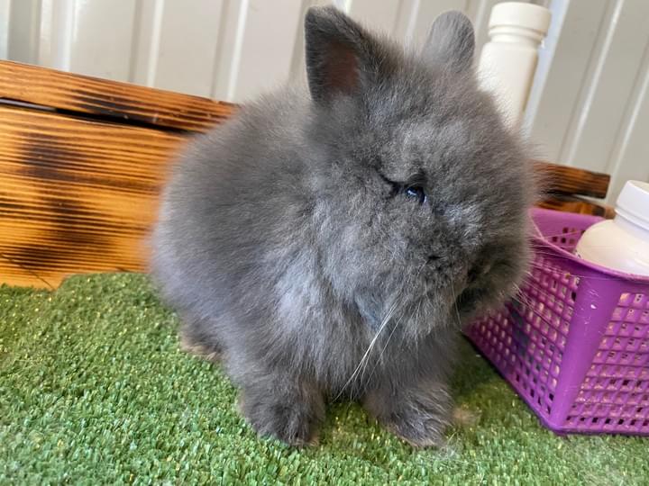 Double A Bunnies Rabbitry