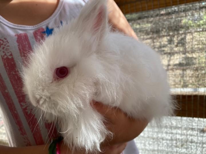 Double A Bunnies Rabbitry