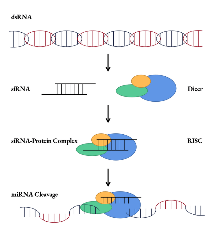 RNA Silencing - Beijing SBS Genetech Co.,Ltd. - At the forefront of ...