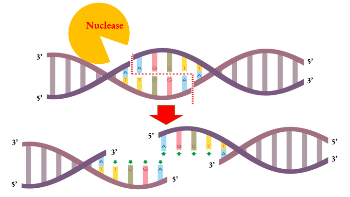 ssDNA Synthesis