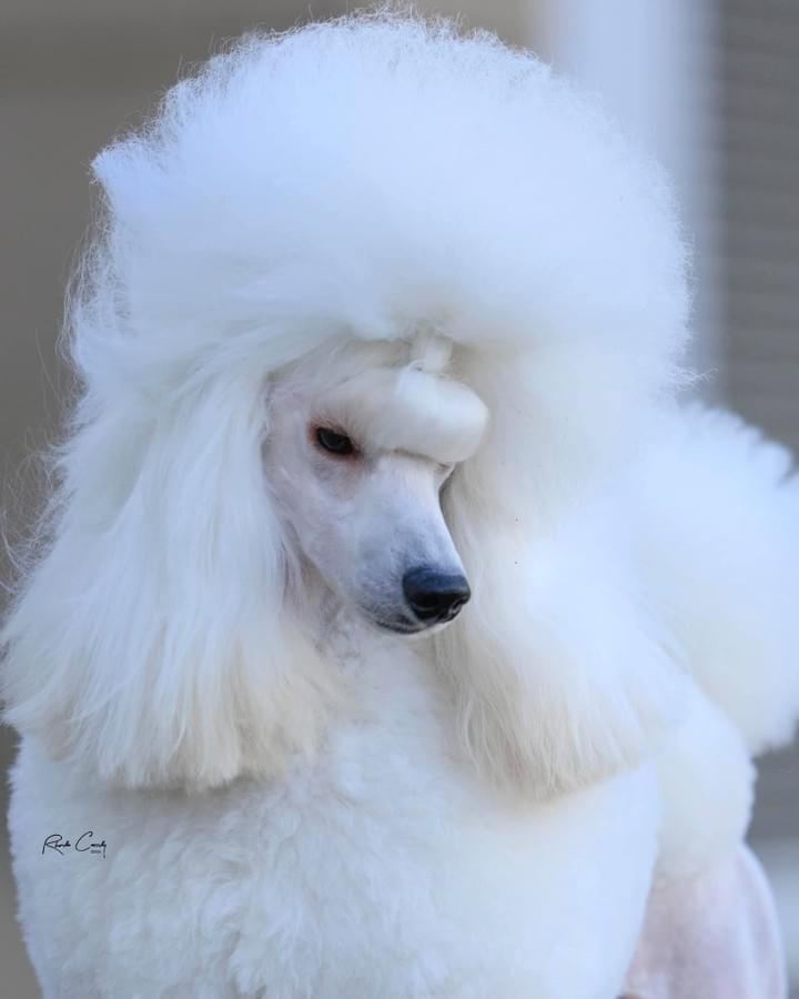 Deagra Poodles