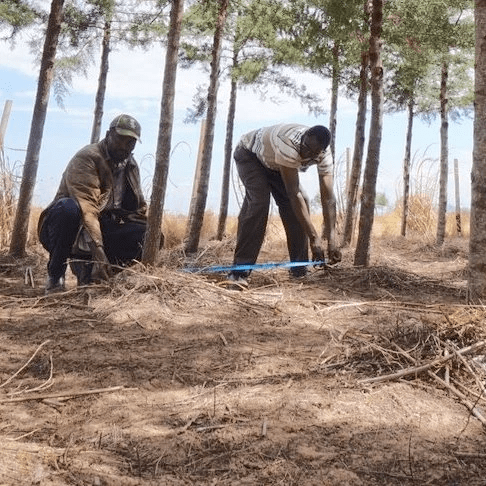 Farmers - TIST Program | Growing trees, growing leaders | 100+ thousand farmers planting 20 ...