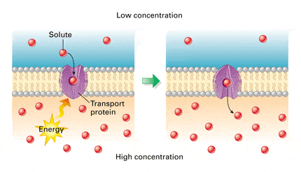 BIOL - How Substances Move In and Out of Cells - biology diffusion ...