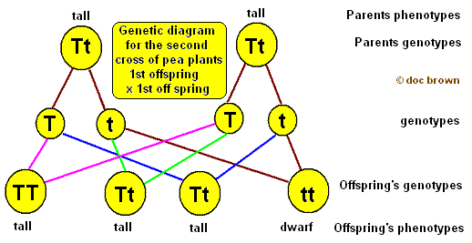 BIOL - Interpreting Genetic Diagrams - biology genetic diagram genetic ...