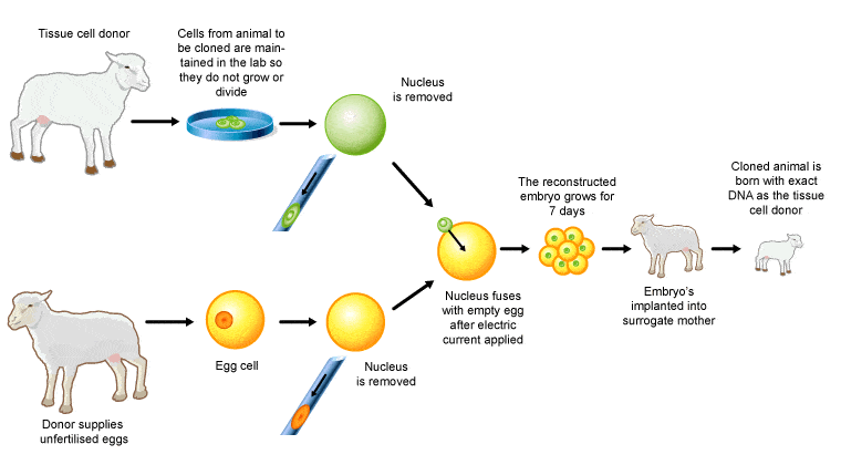 BIOL - Cloning of Plants and Animals - biology cloning micropropagation