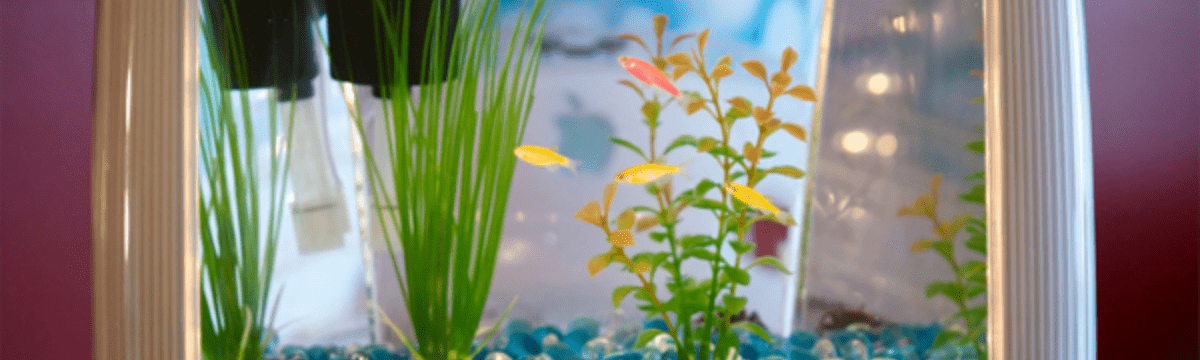 Recycled iMac Aquariums: Bringing the Classic Desktop S...
