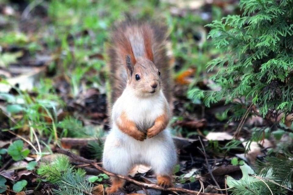 ¡Te gira la ardilla!