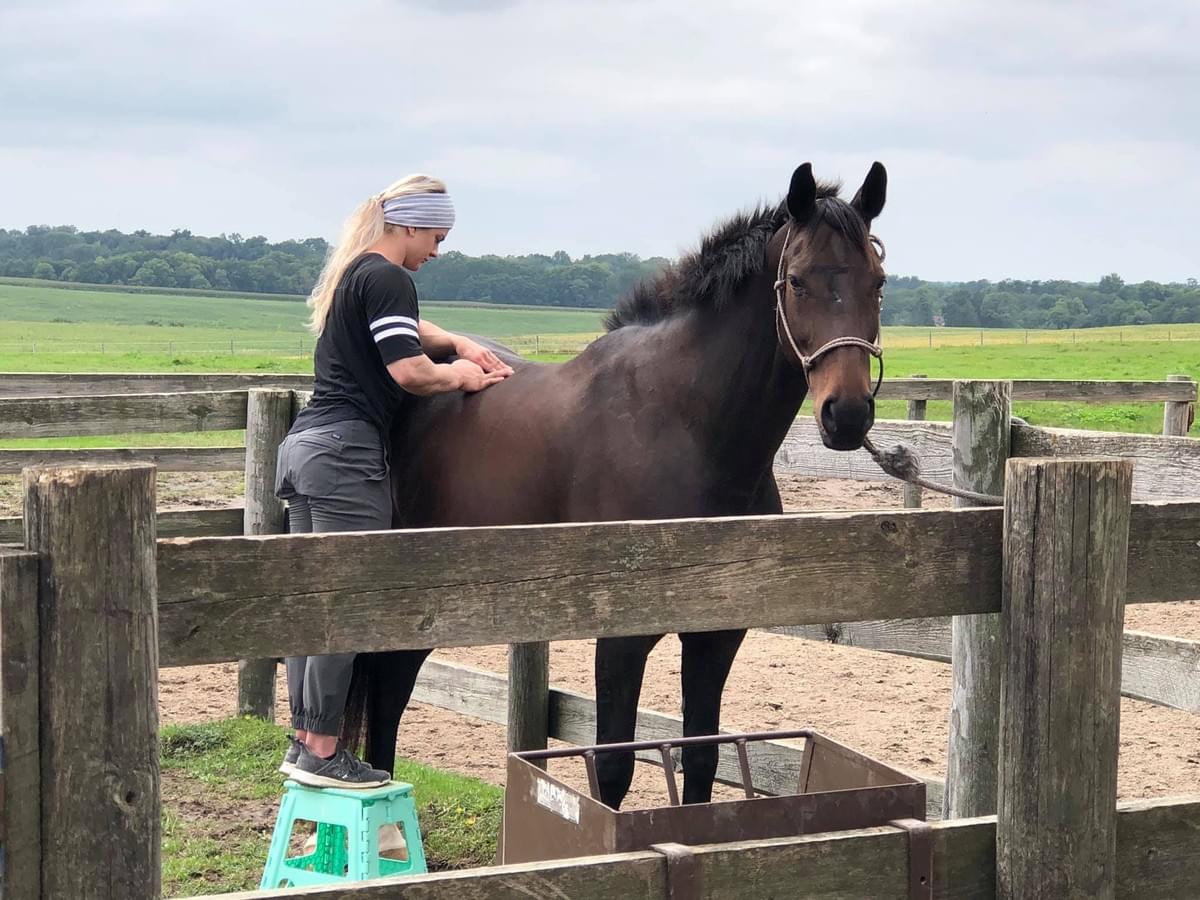 Supple Equine Bodywork
