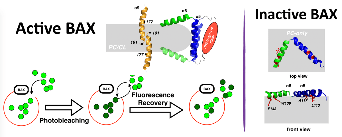 Apoptosis - ESR_NTHU