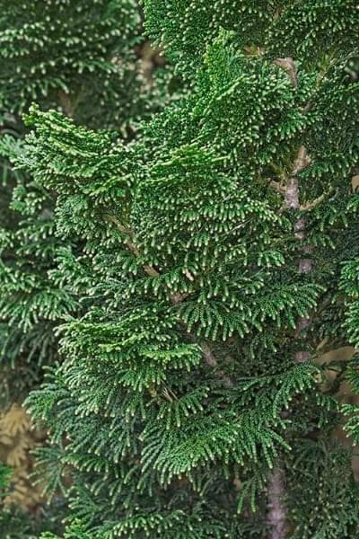 3. Hinoki Wood: Simply Pure