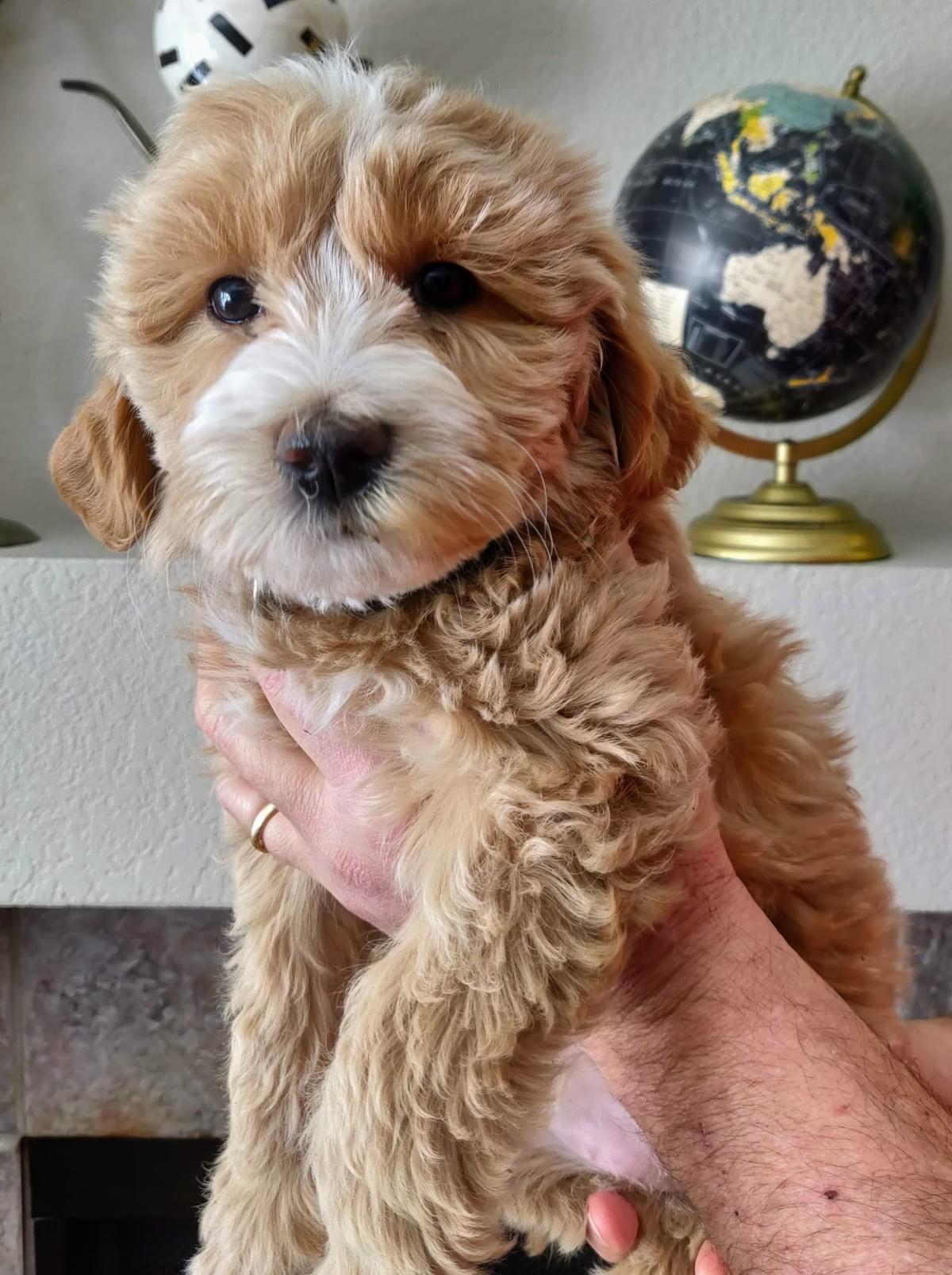 Labradoodles by Hazel