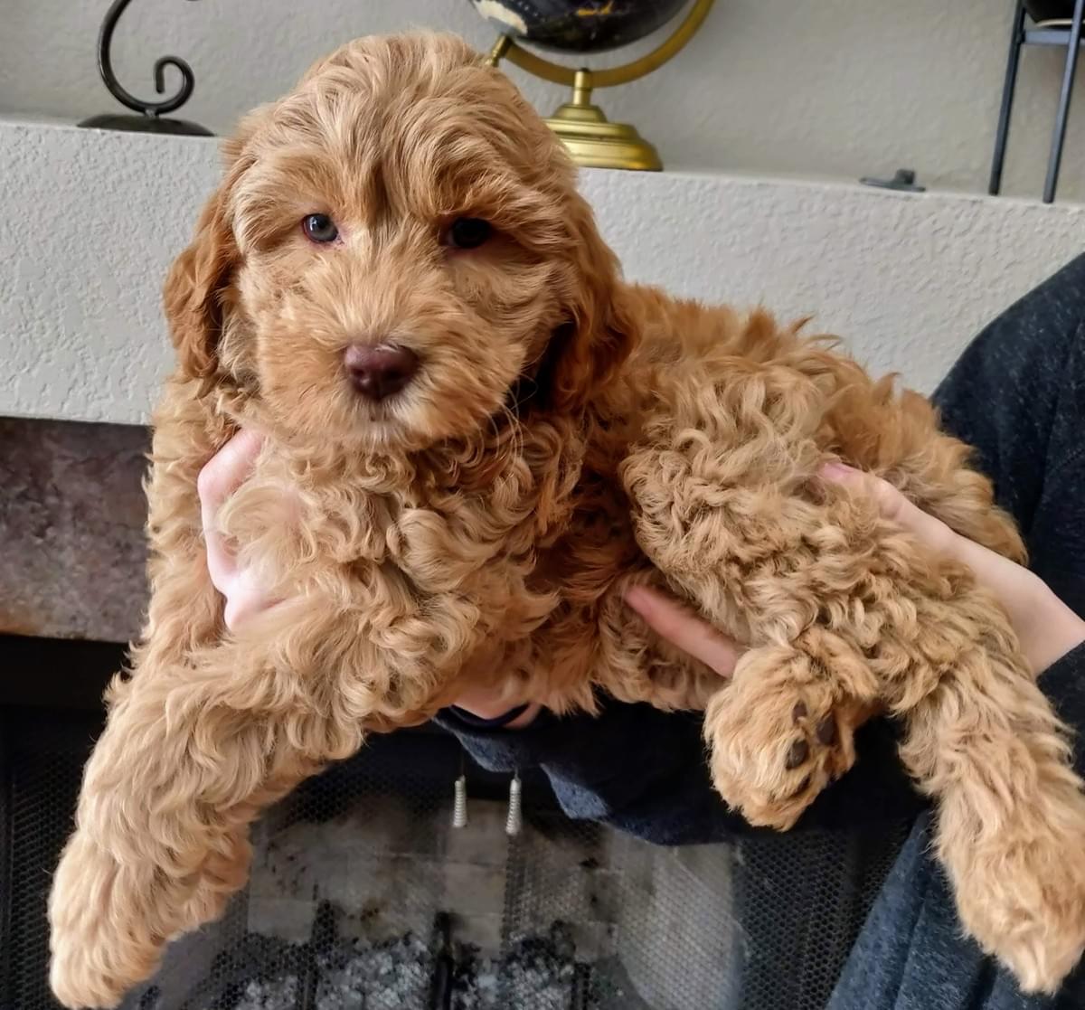 Labradoodles by Hazel
