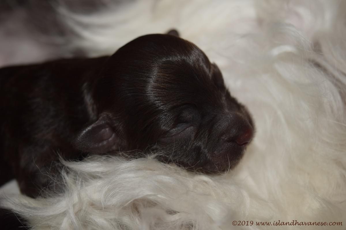 Past Havanese Litters - Havanese Florida