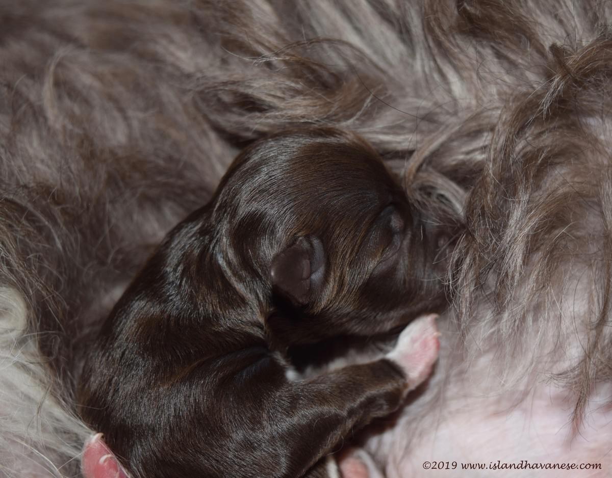 Past Havanese Litters - Havanese Florida