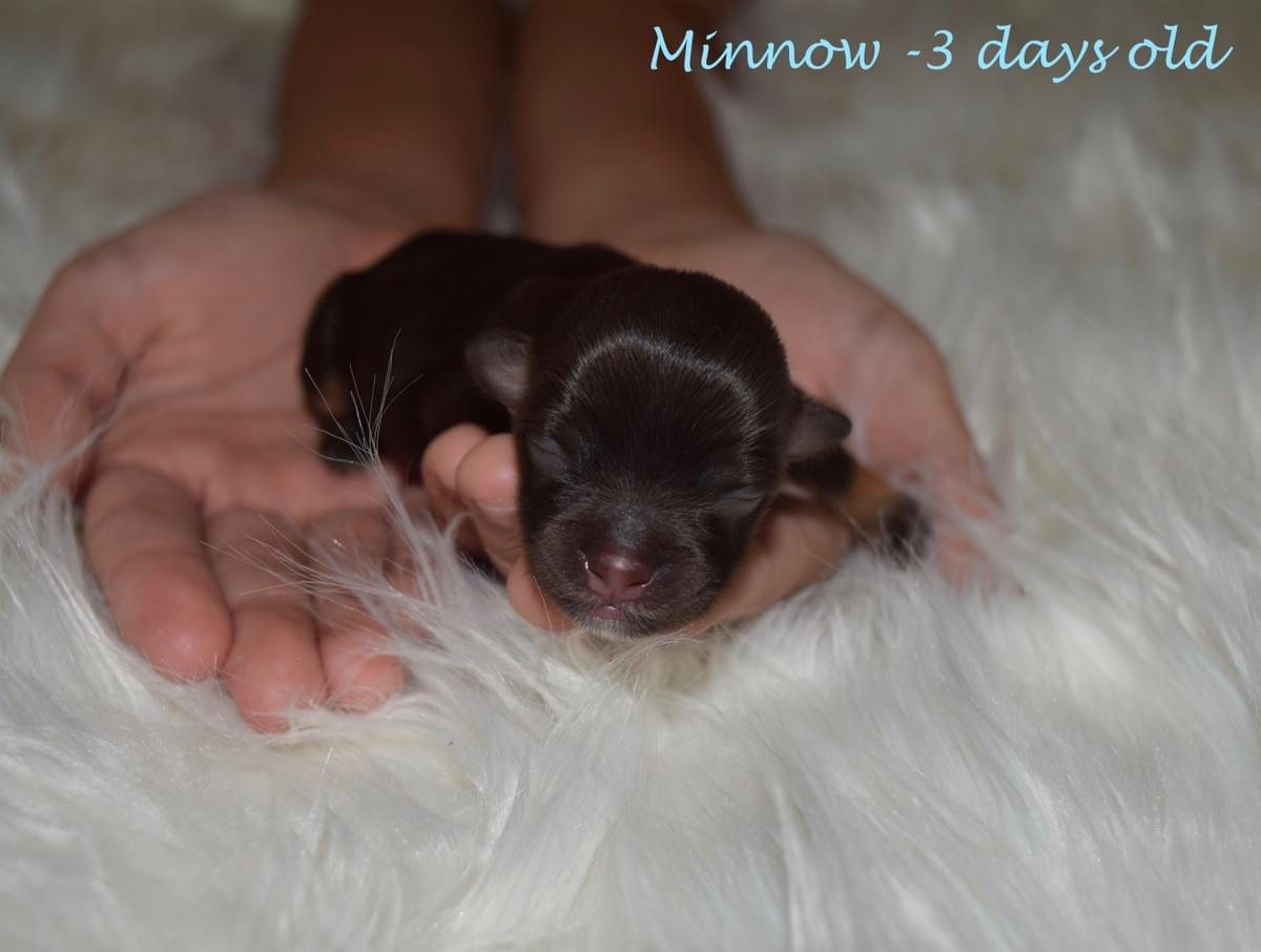 Past Havanese Litters - Havanese Florida