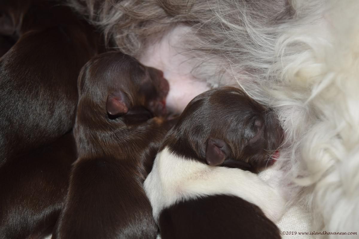 Past Havanese Litters - Havanese Florida