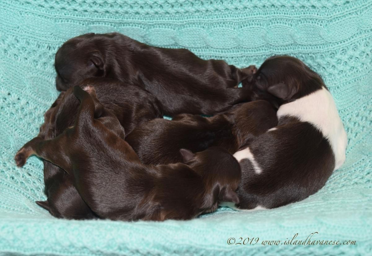 Past Havanese Litters - Havanese Florida