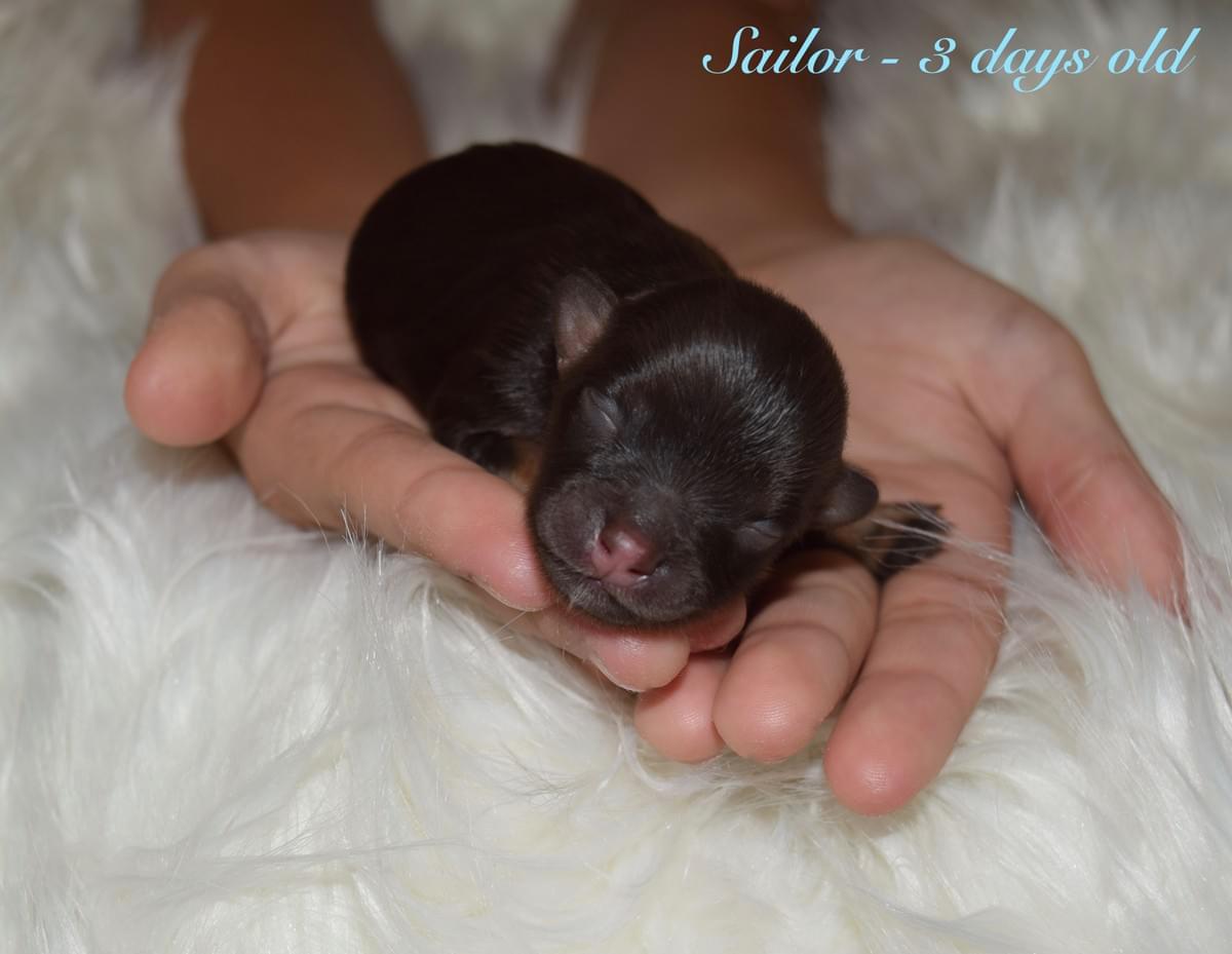 Past Havanese Litters - Havanese Florida