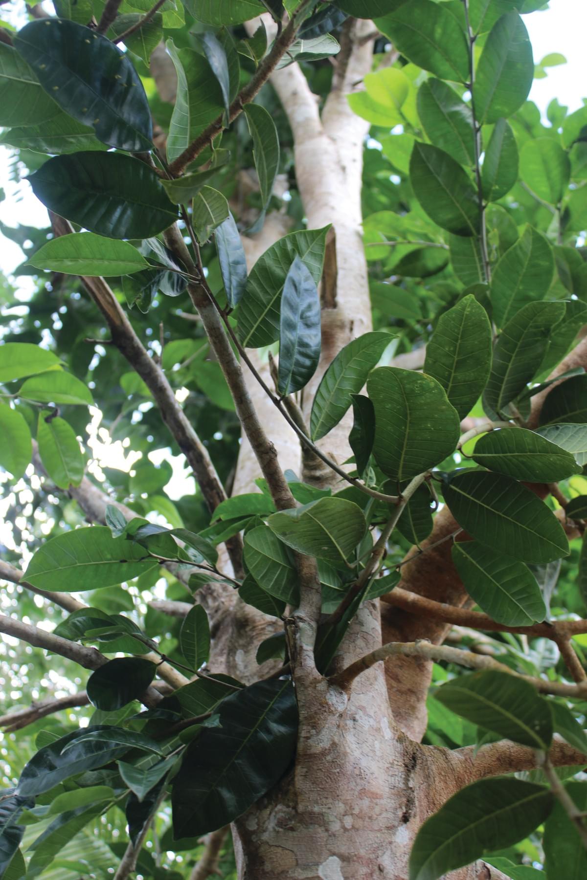 Beneficios del Capomo - WAYAK TAANIL