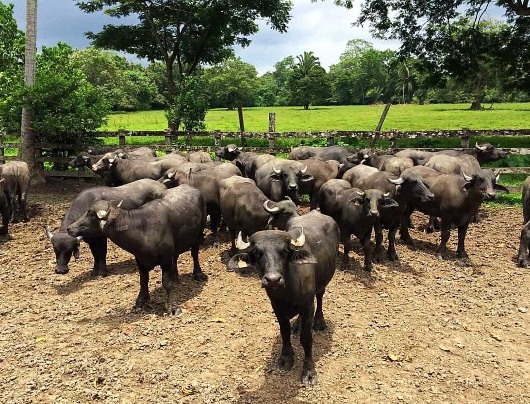 Bufalos Guatemala