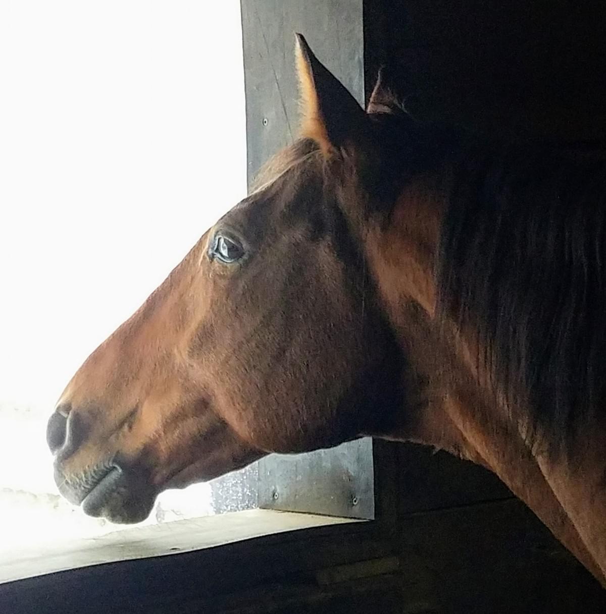 Equine Ambulatory Veterinary Service Providing High-Quality Horse Care ...