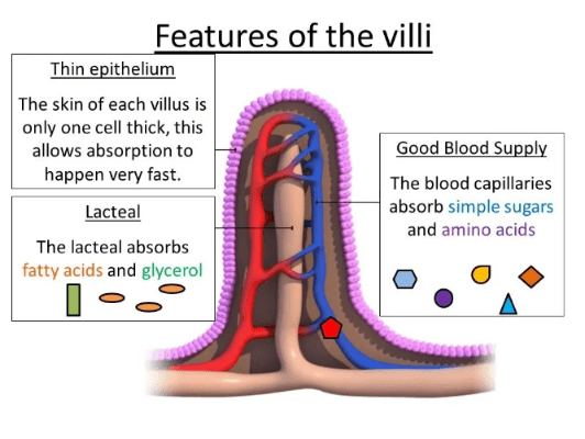 BIOL - How Food Gets Digested - biology digestion alimentary canal enzyme