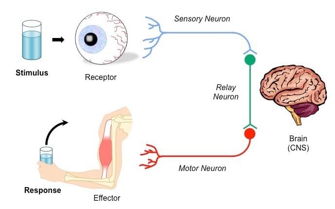 BIOL - The Nervous System in Human - biology nervous system reflex arc ...