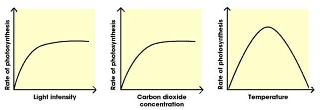 BIOL - How Photosynthesis Happens in Leaves🍃 - biology photosynthesis leaf