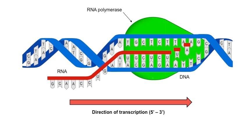 BIOL - From DNA to Protein - dna protein synthesis transcription ...