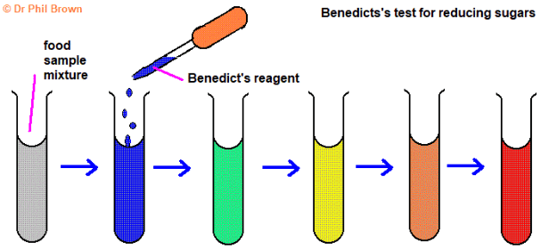 BIOL - Biological Molecules: Carbohydrates, Proteins and Lipids ...