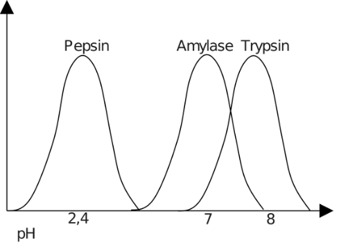 BIOL - Introduction to Enzymes - biology enzyme