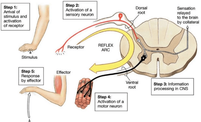 BIOL - The Nervous System in Human - biology nervous system reflex arc ...