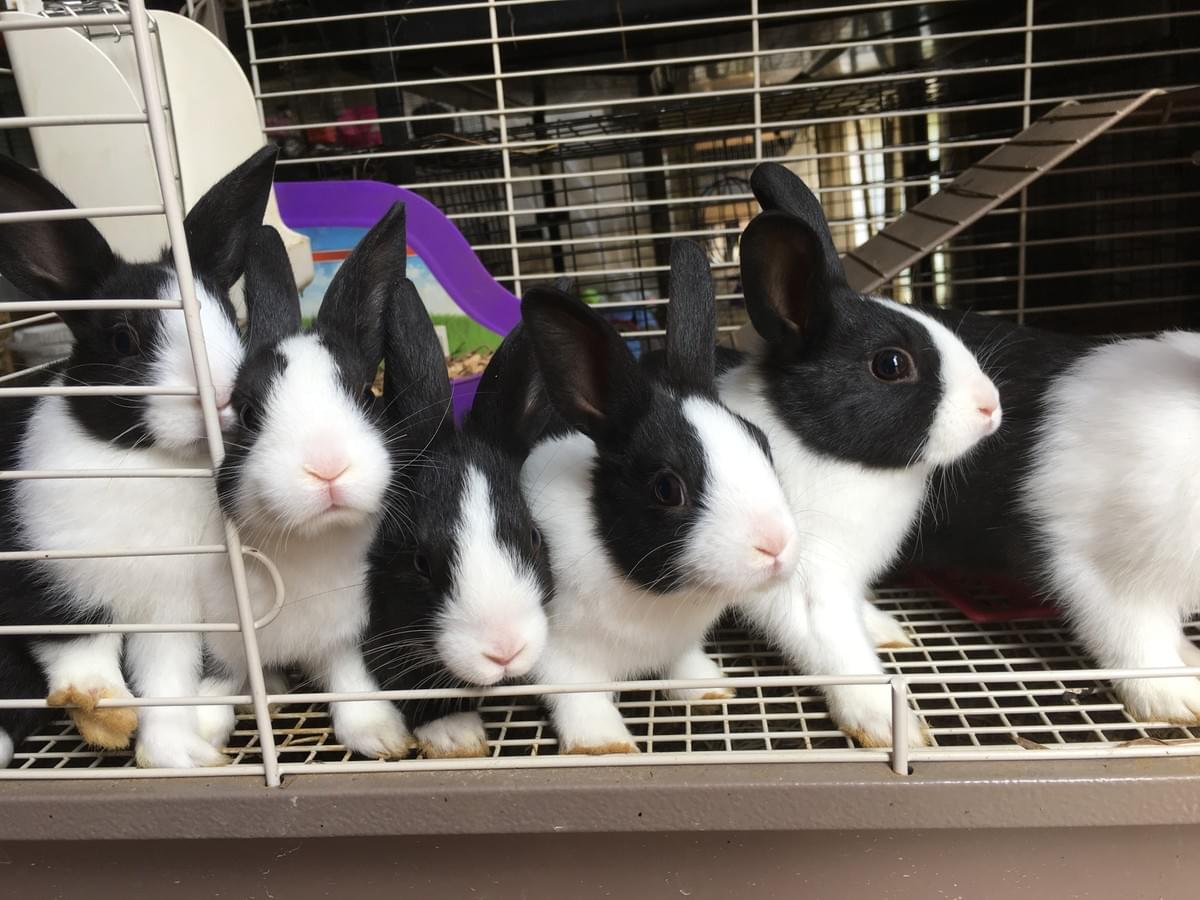 Double A Bunnies Rabbitry