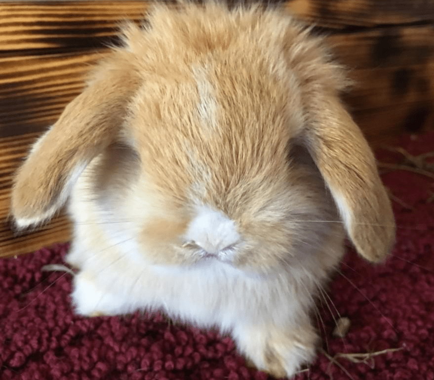 Double A Bunnies Rabbitry