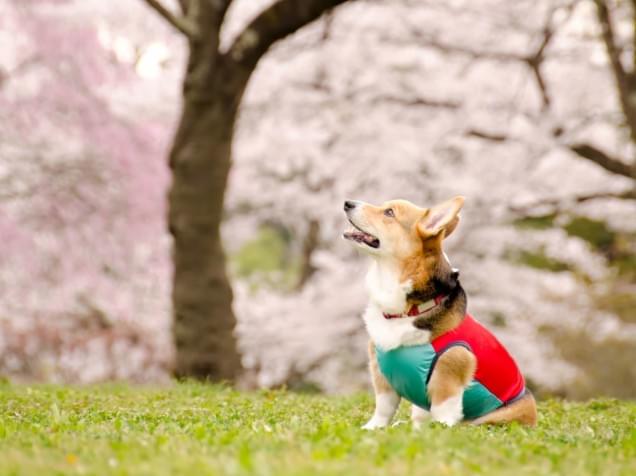 JAPTA（一般財団法人 日本動物理学療法協会）