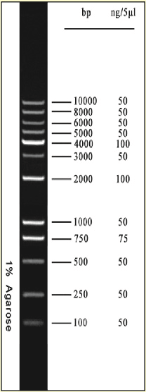 1kb Ladder Plus DNA Marker
